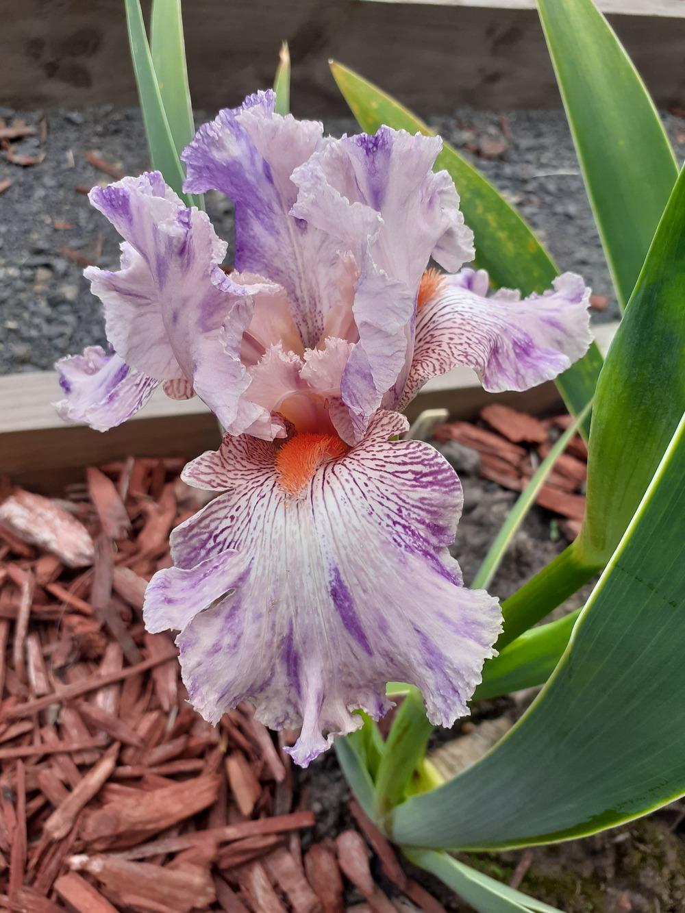Photo of the bloom of Tall Bearded Iris (Iris 'Lacy Lynx') posted by ...