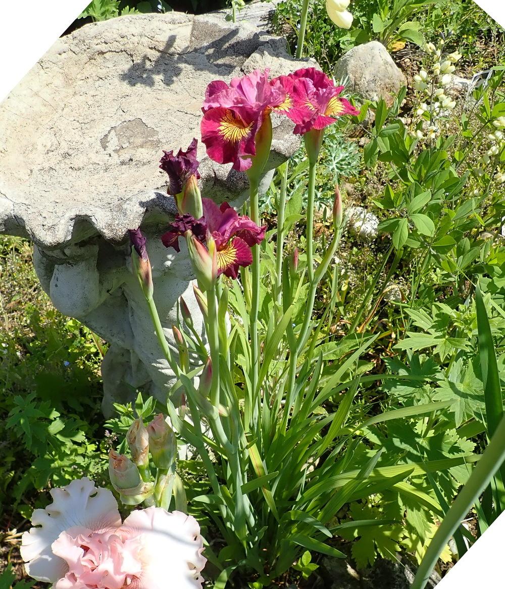 Photo of the entire plant of Siberian Iris (Iris 'Miss Apple') posted ...