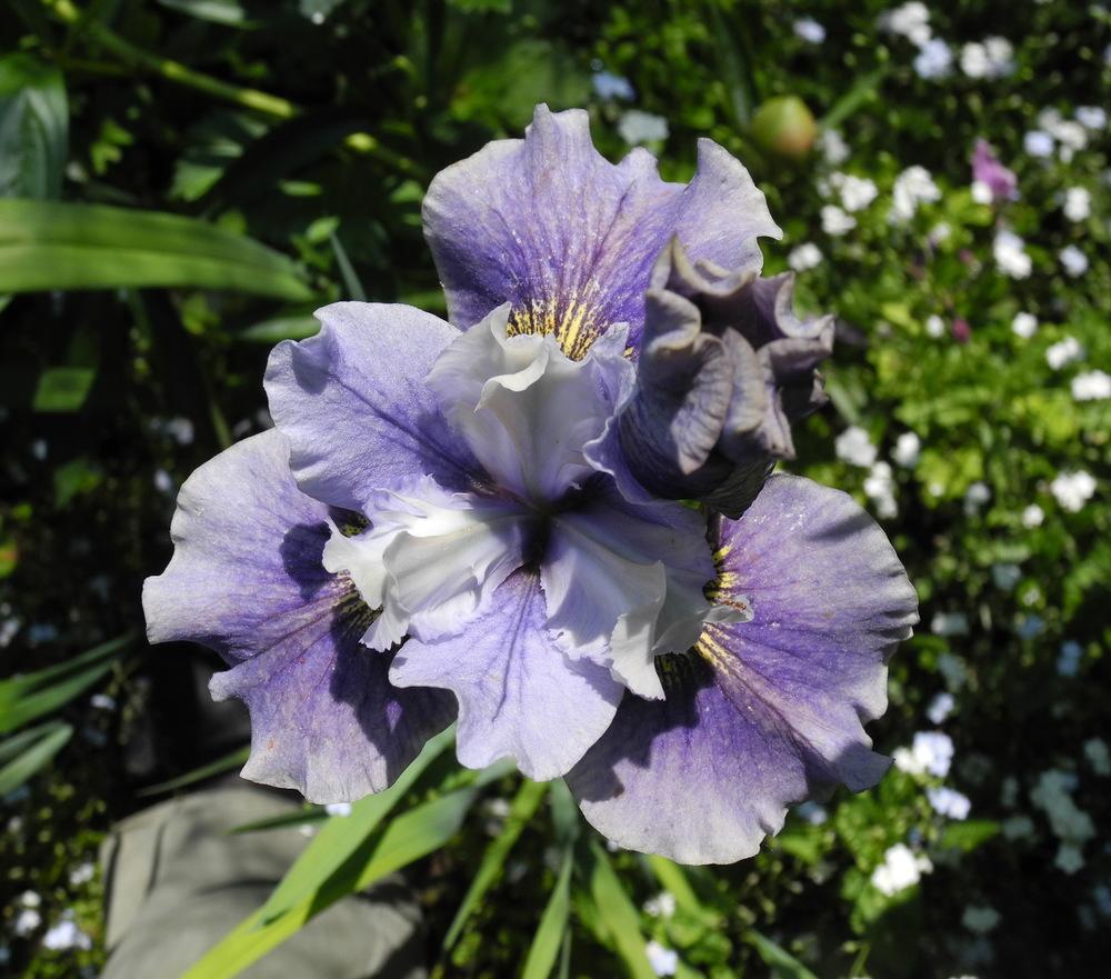 Siberian Iris (Iris 'Ruffled Romp') in the Irises Database - Garden.org