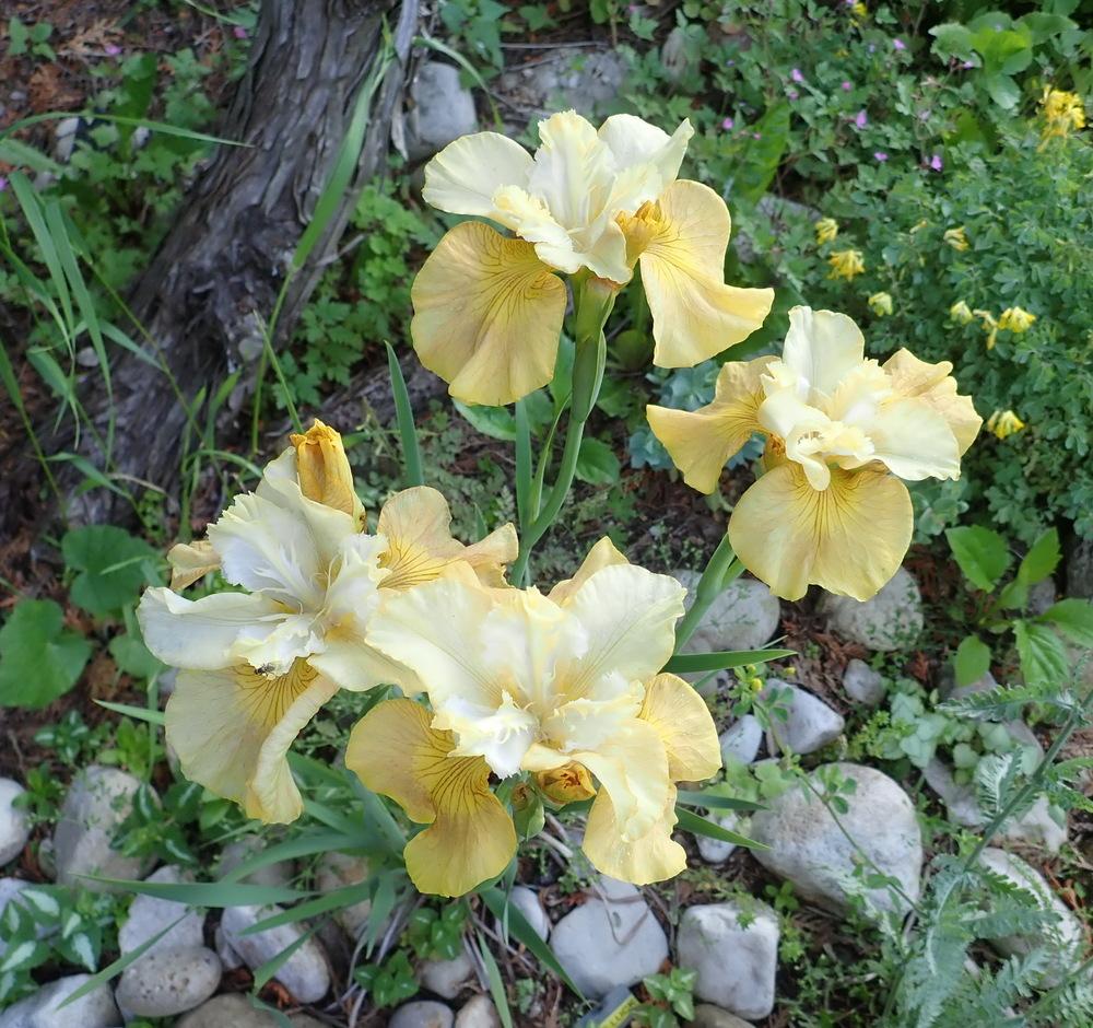 Siberian Iris (Iris 'Wish Me Luck') in the Irises Database - Garden.org