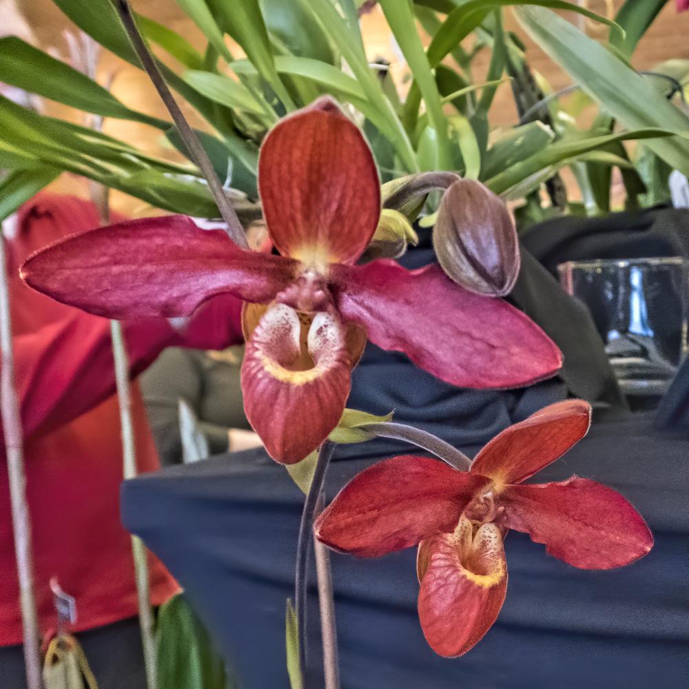 Photo of the bloom of Orchid (Phragmipedium Andean Fire) posted by ...