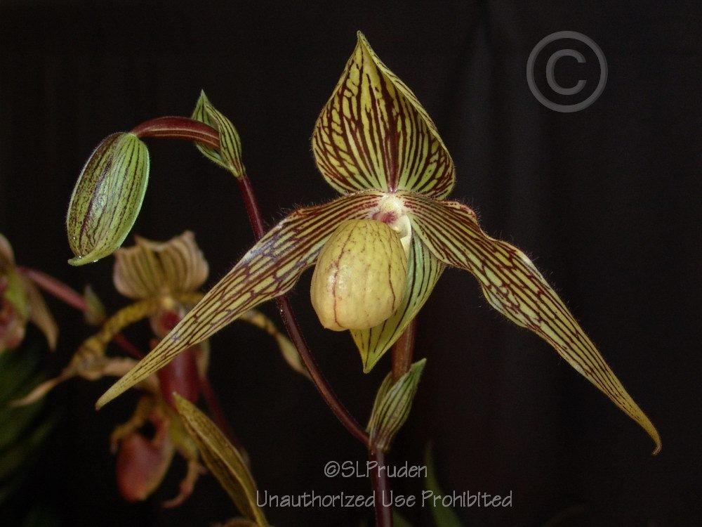 Photo of the bloom of Orchid (Paphiopedilum Harold Koopowitz) posted by ...