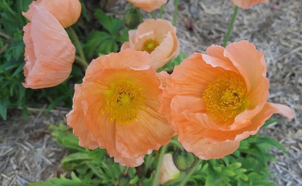 Poppies: Plant Care and Collection of Varieties - Garden.org