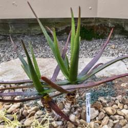 Browsing Our Plant Photos - Garden.org