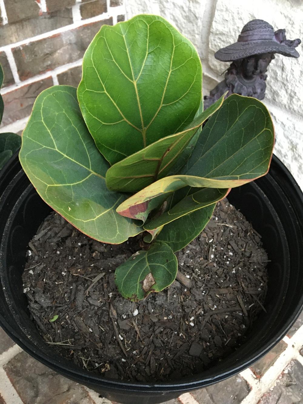 Bacterial spots on dwarf fiddle leaf fig ficus lyrata? in Diseases That ...