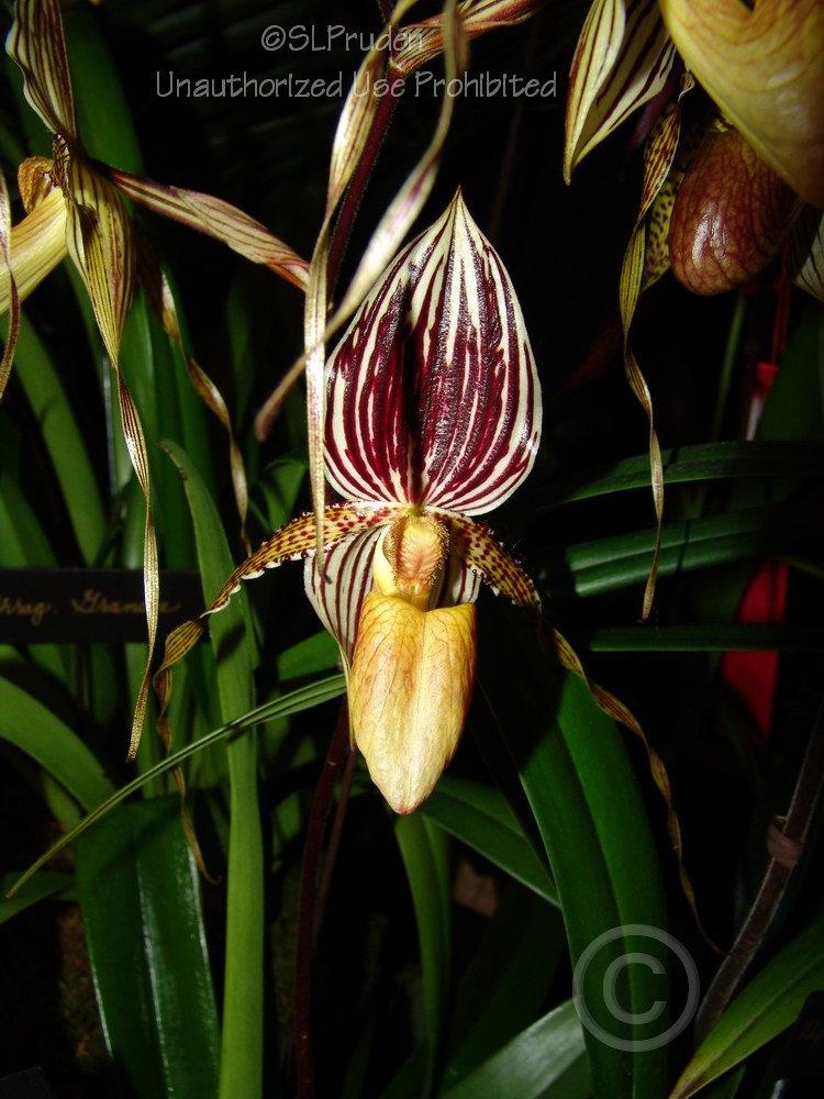 Orchid (Paphiopedilum Isabel Booth) - Garden.org