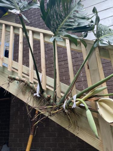 Monstera : from tall and hearty to long and leggy.... in the ...