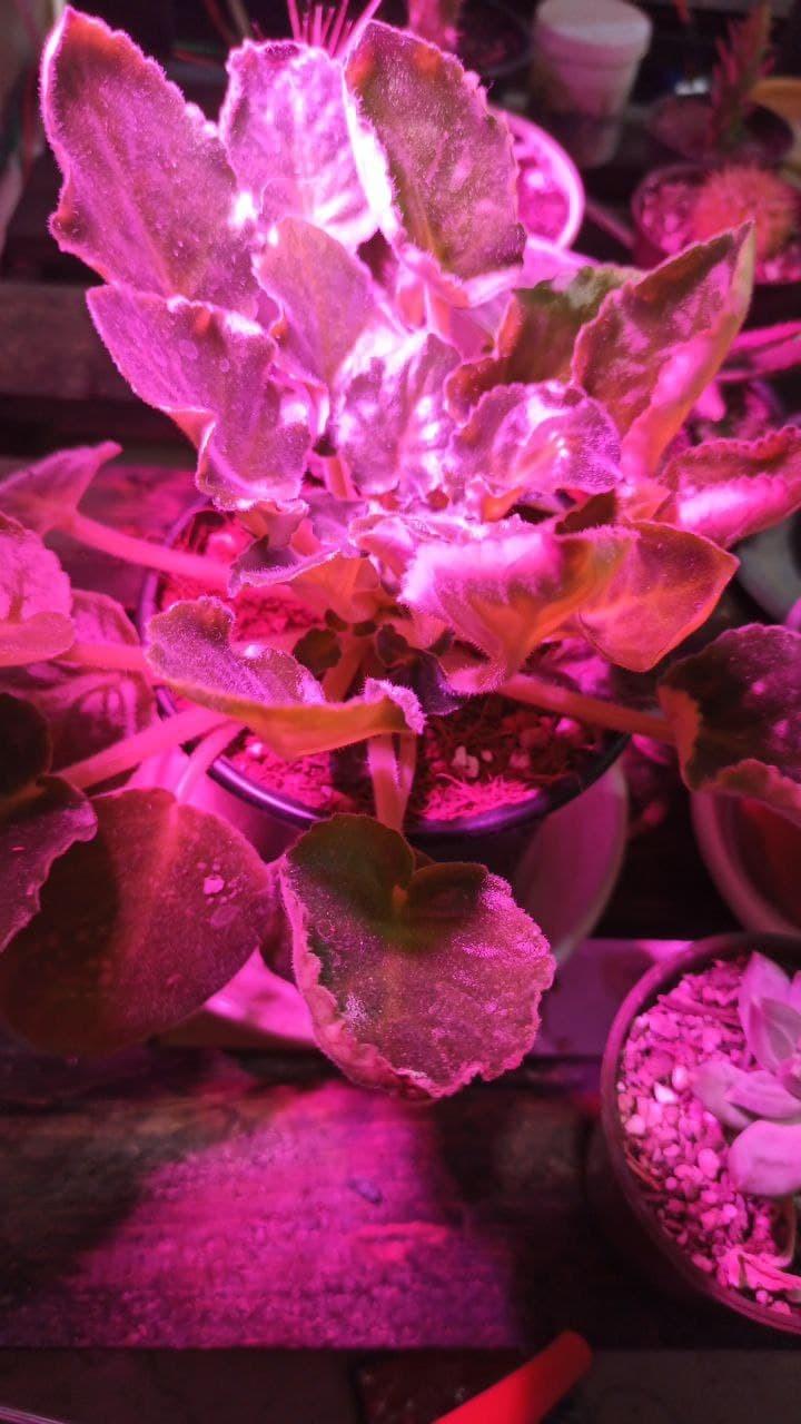 african violet not blooming in the Houseplants forum - Garden.org