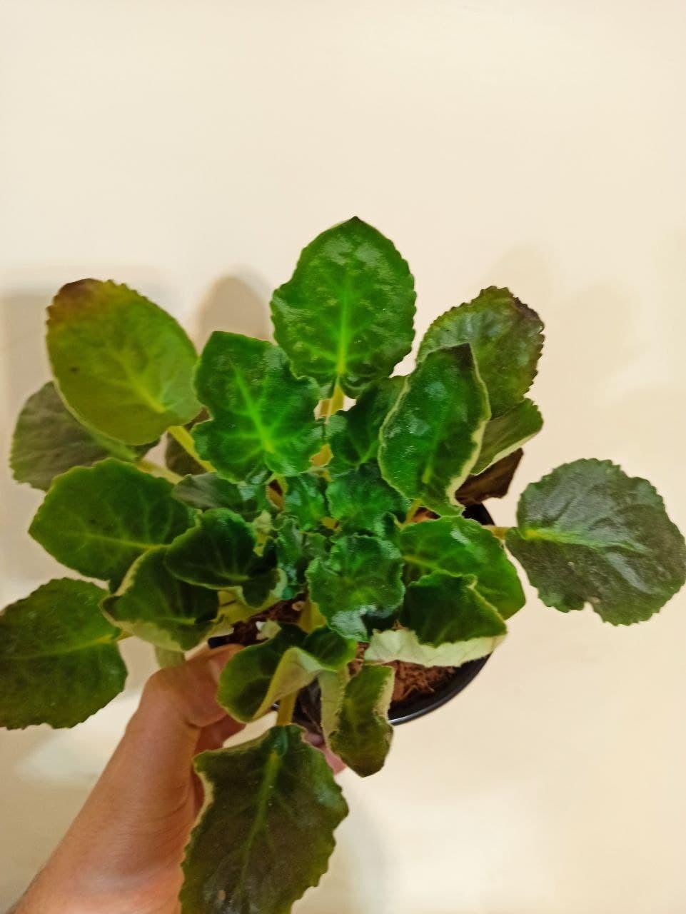 african violet not blooming in the Houseplants forum - Garden.org