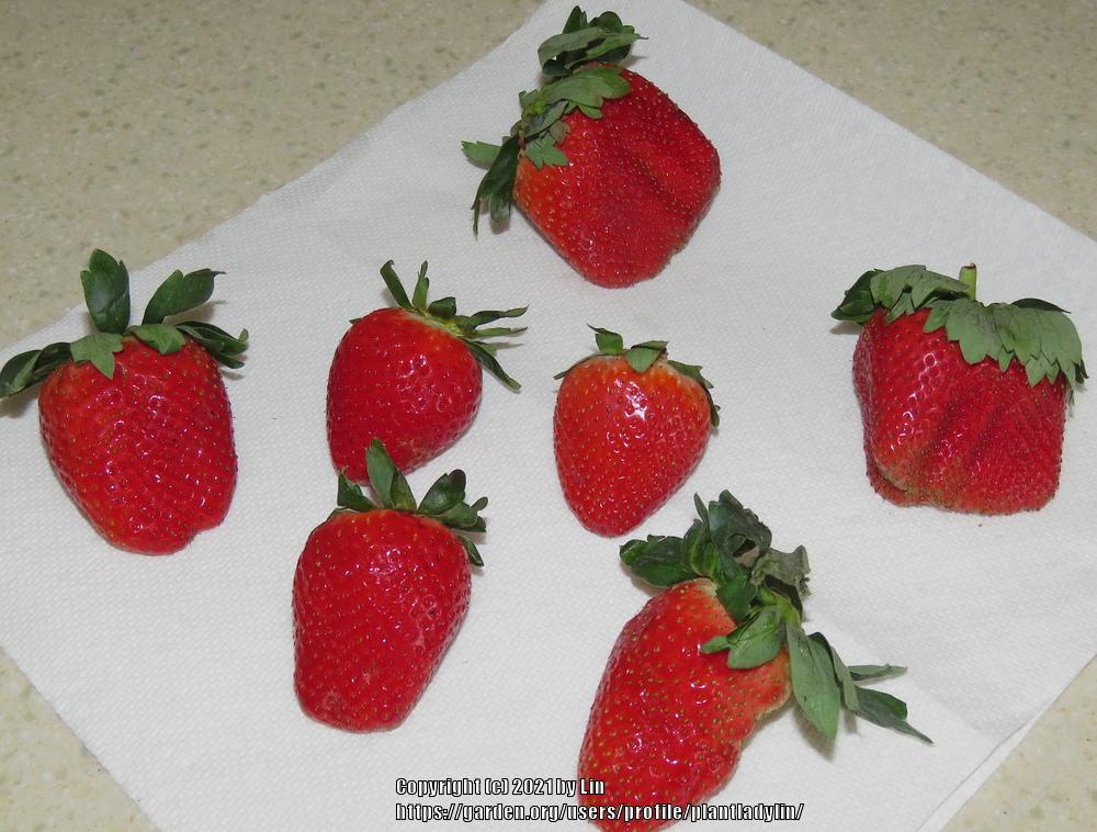 Strawberry (Fragaria x ananassa) in the Strawberries Database - Garden.org
