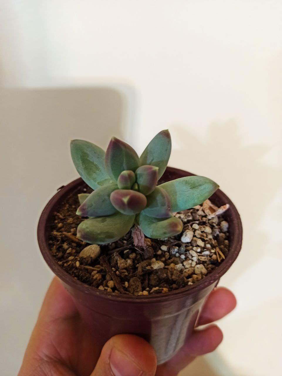 african violet not blooming in the Houseplants forum - Garden.org