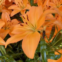 Lily (Lilium 'Eremo') in the Lilies Database - Garden.org