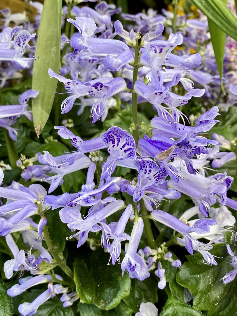 Spur Flower (Plectranthus Velvet™ Idol) - Garden.org