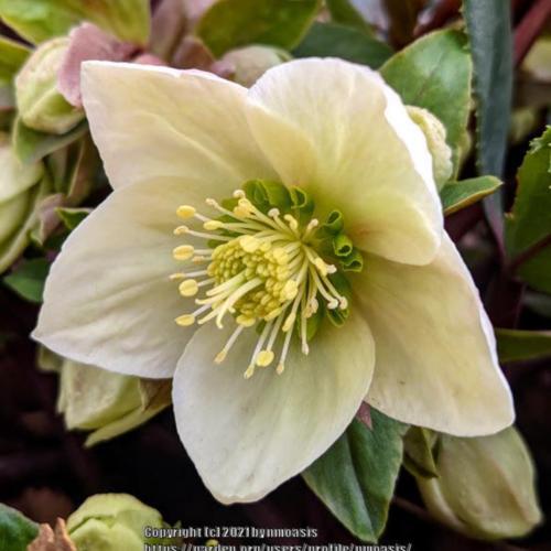 Hellebore (Helleborus Gold Collection® Camelot) in the Hellebores ...