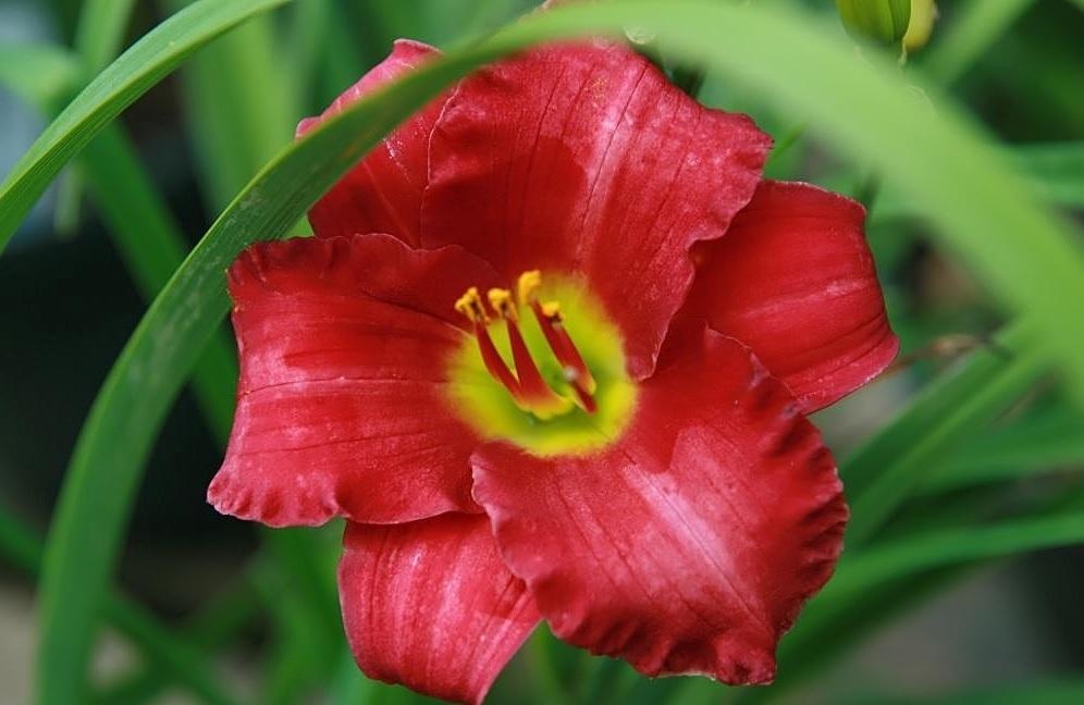 Daylily (Hemerocallis 'Woodside Ruby') in the Daylilies Database - Garden.org