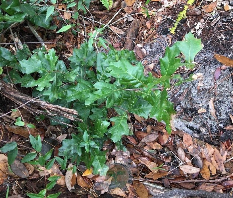 Chapman Oak (Quercus chapmanii) - Garden.org