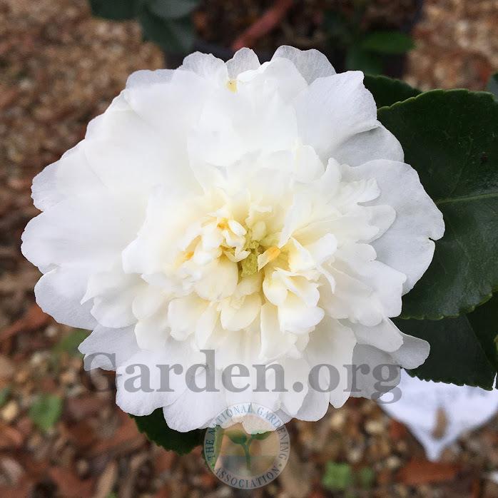 Photo of the bloom of Camellia October Magic® Ivory posted by ...