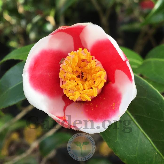 Camellias: Plant Care and Collection of Varieties - Garden.org