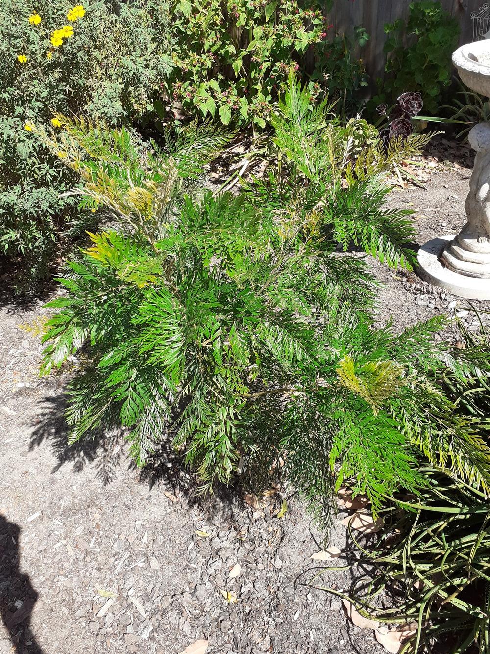 What plant is this? in the Plant ID forum - Garden.org