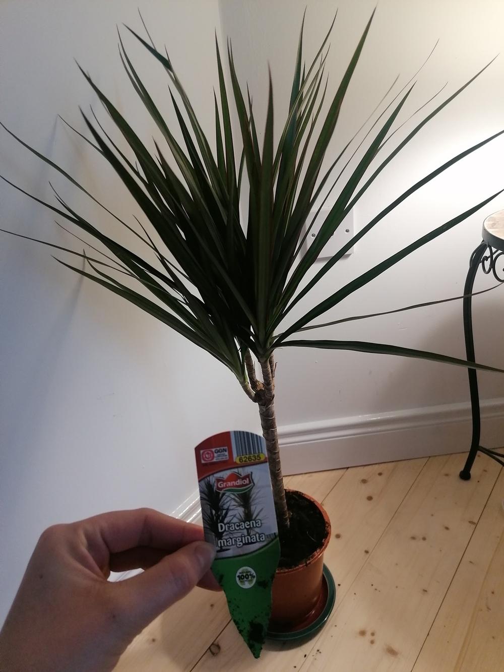 Dragon tree overwatered in the Ask a Question forum - Garden.org