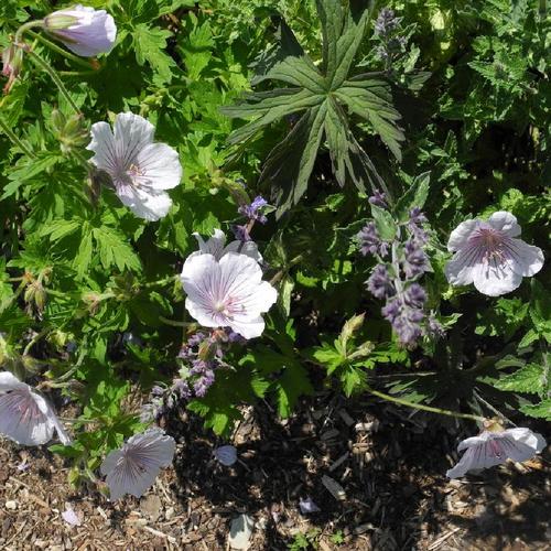 Himalayan Geranium (Geranium himalayense 'Derrick Cook') in the ...
