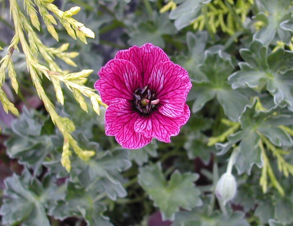 Photo of the bloom of Cranesbill (Geranium cinereum 'Purple Pillow ...