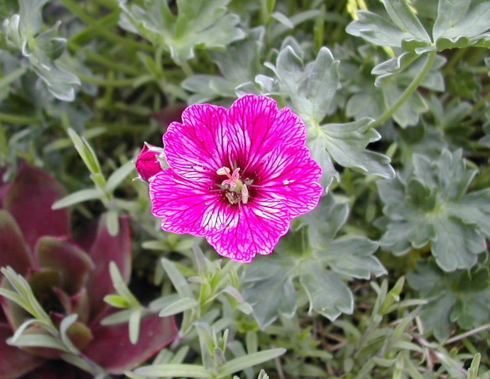 Cranesbill (Geranium cinereum 'Purple Pillow') in the Geraniums ...