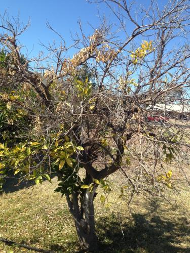 My orange tree is dying in the Ask a Question forum - Garden.org