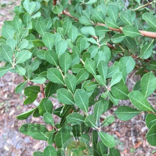 Coastal plain staggerbush (Lyonia fruticosa) - Garden.org