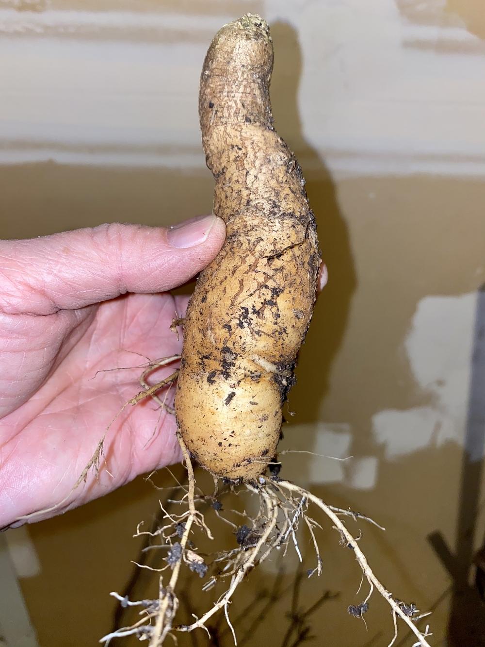 Photo of the roots of Ipomoea stans posted by Gerris2 - Garden.org