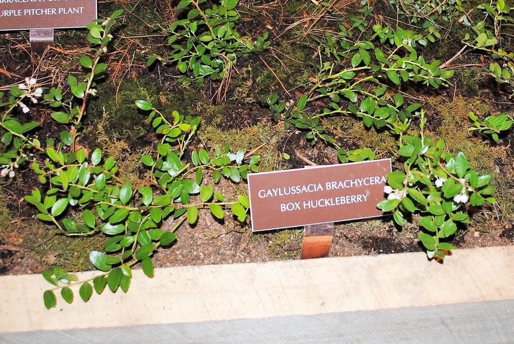 Photo of the entire plant of Box Huckleberry (Gaylussacia brachycera ...