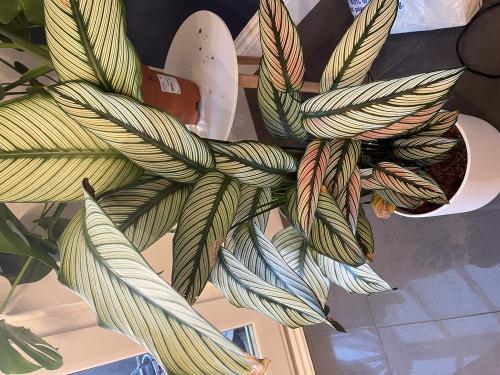 First time plant owner (calathea) in the Ask a Question forum - Garden.org