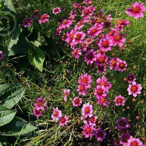 Pink Tickseed (Coreopsis rosea 'Dreamcatcher') in the Tickseeds ...