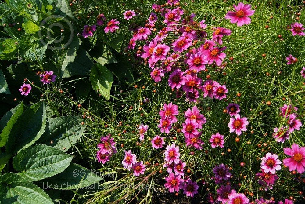 Pink Tickseed (Coreopsis rosea 'Dreamcatcher') in the Tickseeds ...