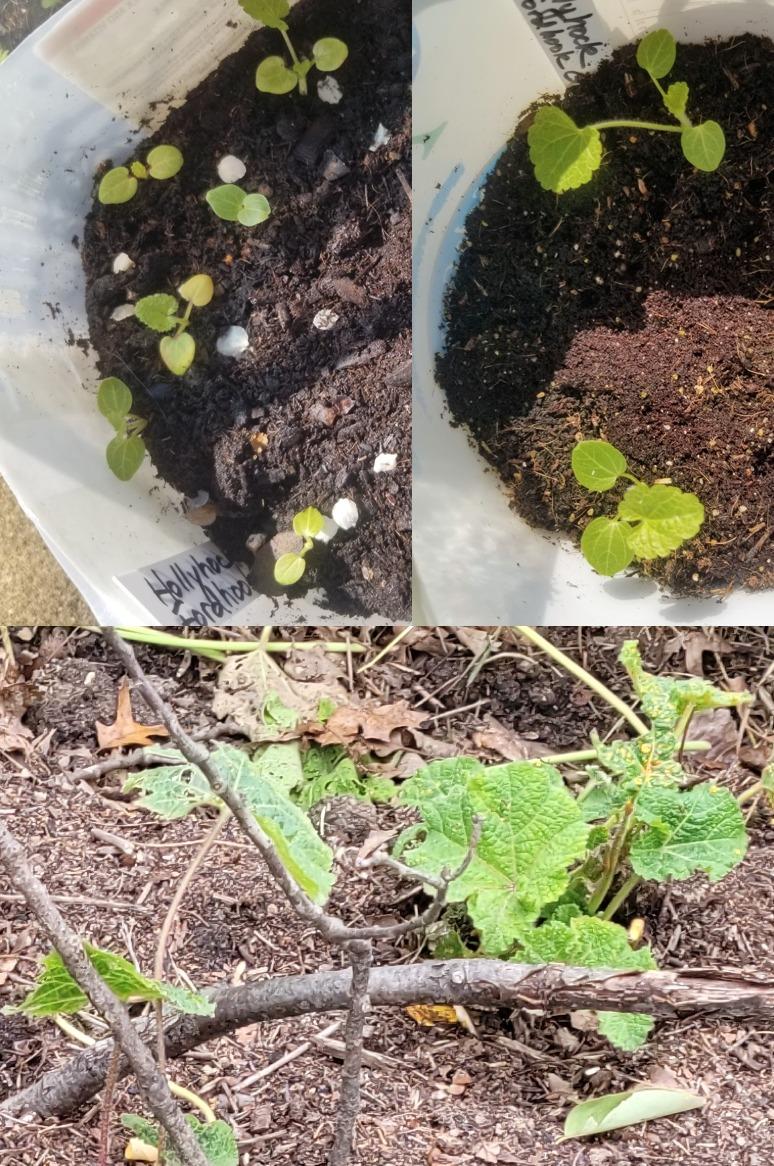 Hollyhock Sprouts