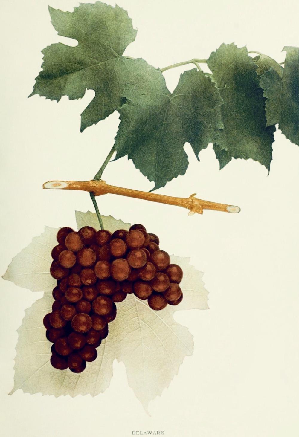 Wine Grape (Vitis labrusca 'Delaware') in the Grapes Database - Garden.org