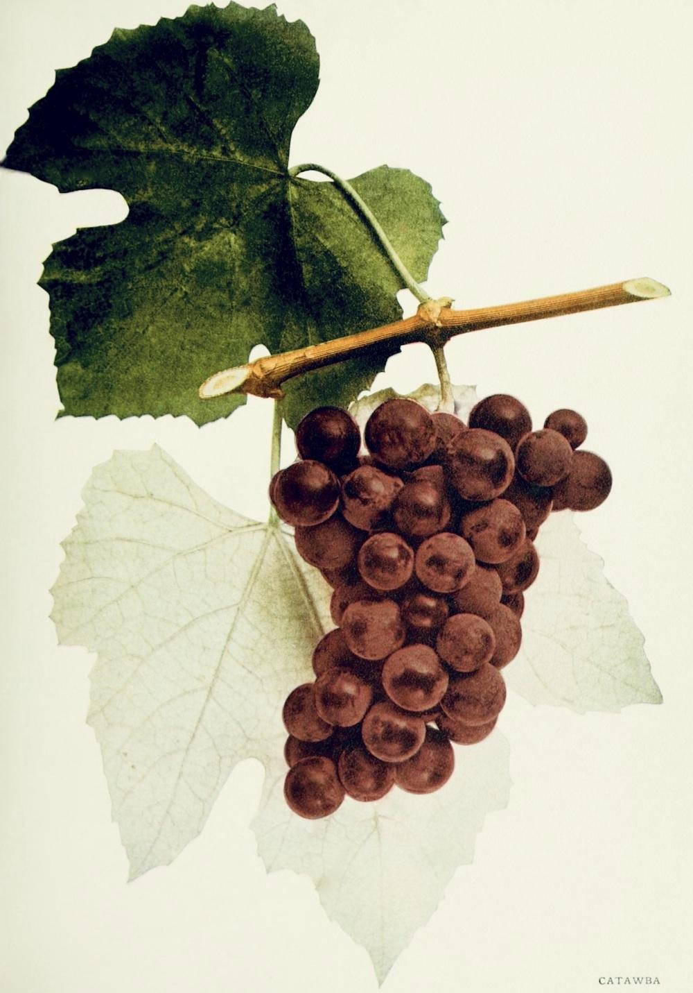 Fox Grape (Vitis labrusca 'Catawba') in the Grapes Database - Garden.org