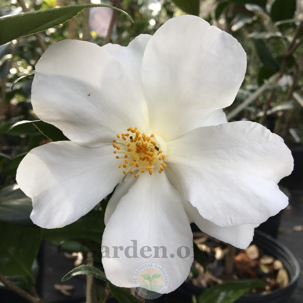 Camellia 'Super Star' in the Camellias Database - Garden.org