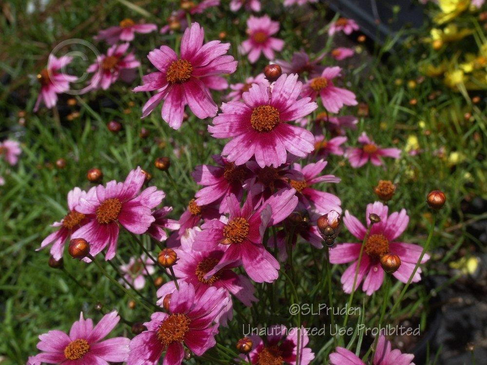 Pink Tickseed (Coreopsis rosea 'Heaven's Gate') in the Tickseeds ...