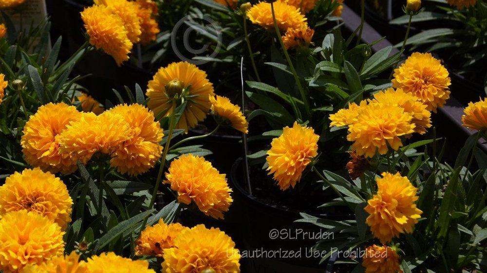 Photo of the bloom of Tickseed (Coreopsis grandiflora Solanna™ Golden ...