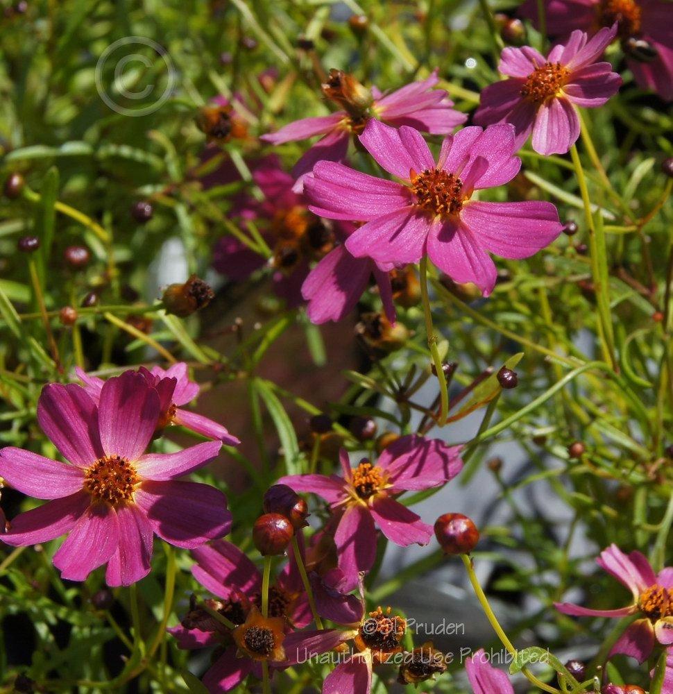 Photo of the bloom of Hybrid Tickseed (Coreopsis 'Pink Lemonade ...