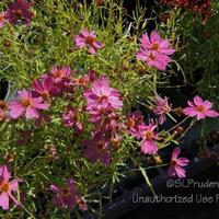 Photo of the entire plant of Hybrid Tickseed (Coreopsis 'Pink Lemonade ...