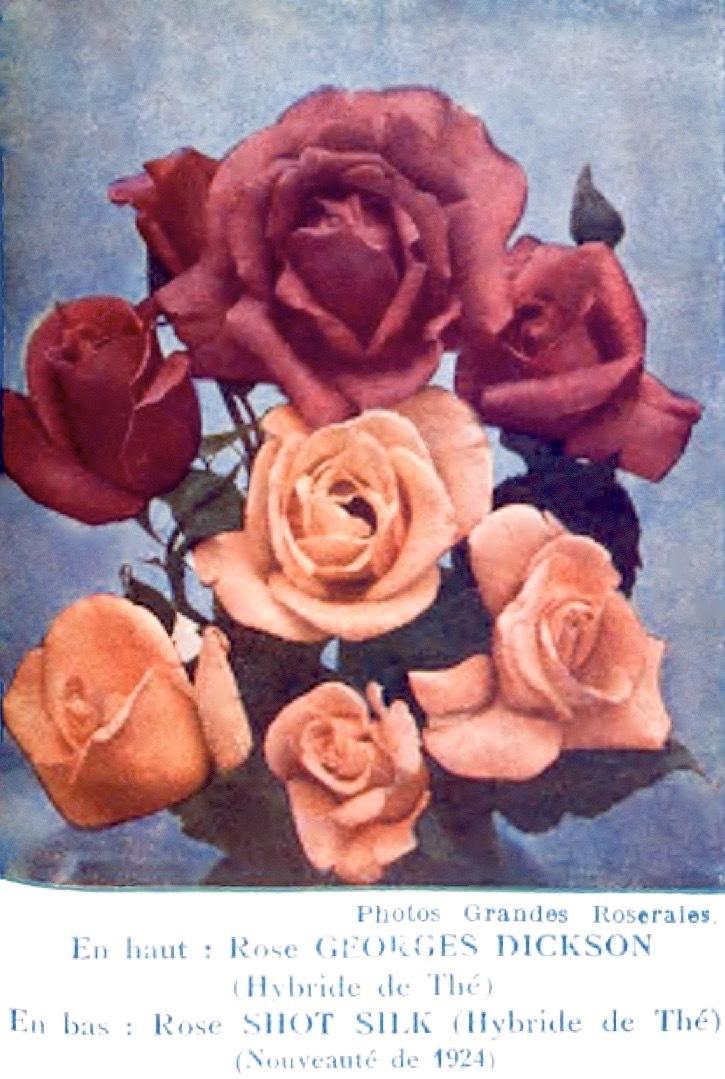 Rose (Rosa 'George Dickson') in the Roses Database - Garden.org