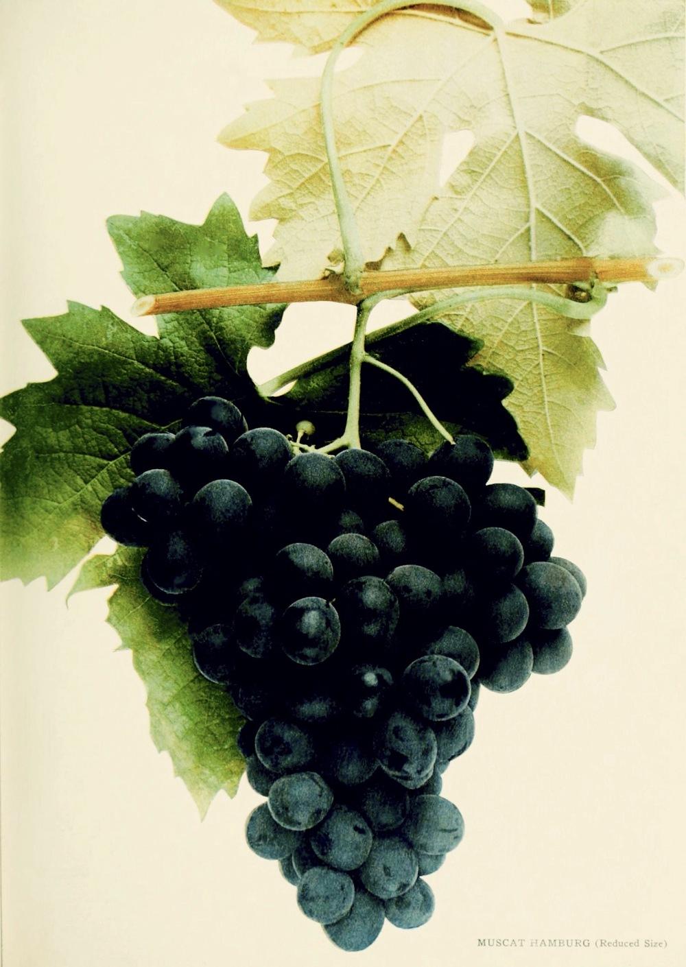 Grapes: Plant Care and Collection of Varieties - Garden.org