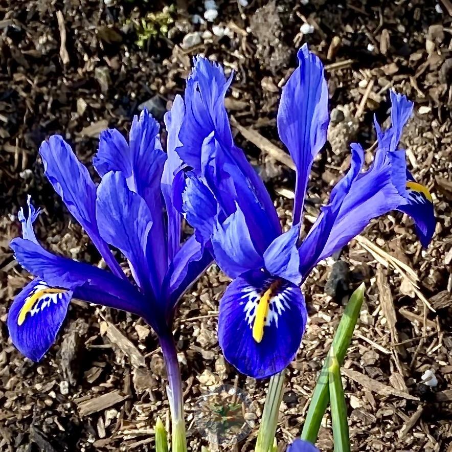 Reticulated Iris (Iris reticulata 'Joyce (Reticulated)') in the Irises ...