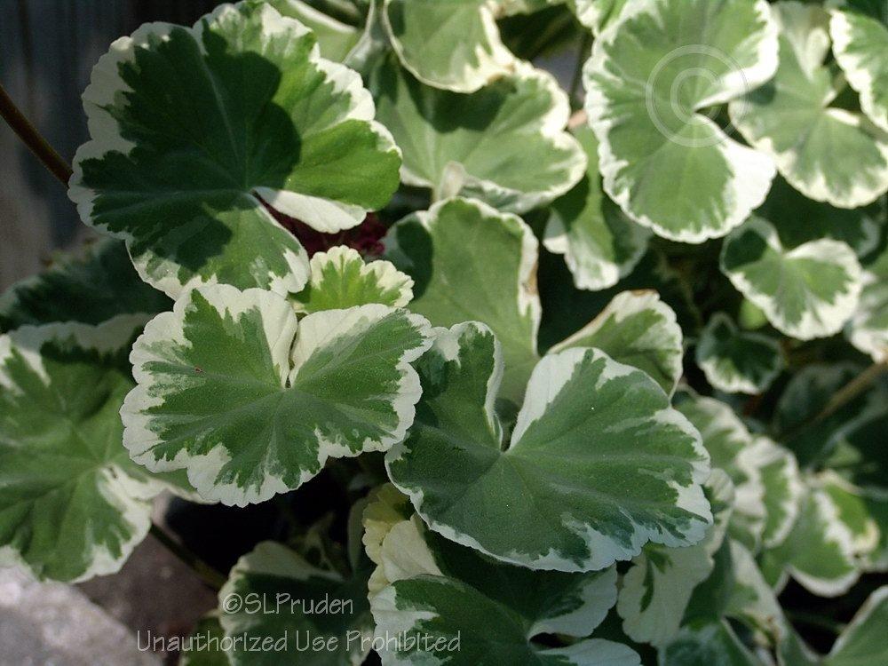 Photo of the leaves of Fish Geranium (Pelargonium x hortorum 'Wilhelm ...