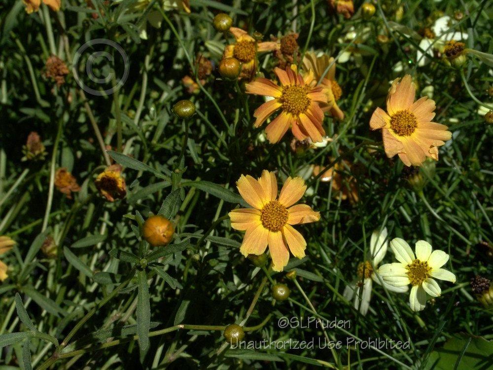 Photo of the entire plant of Tickseed (Gyrophyllum verticillatum ...