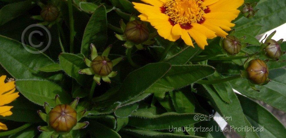 Photo of the closeup of buds, sepals and receptacles of Tickseed ...