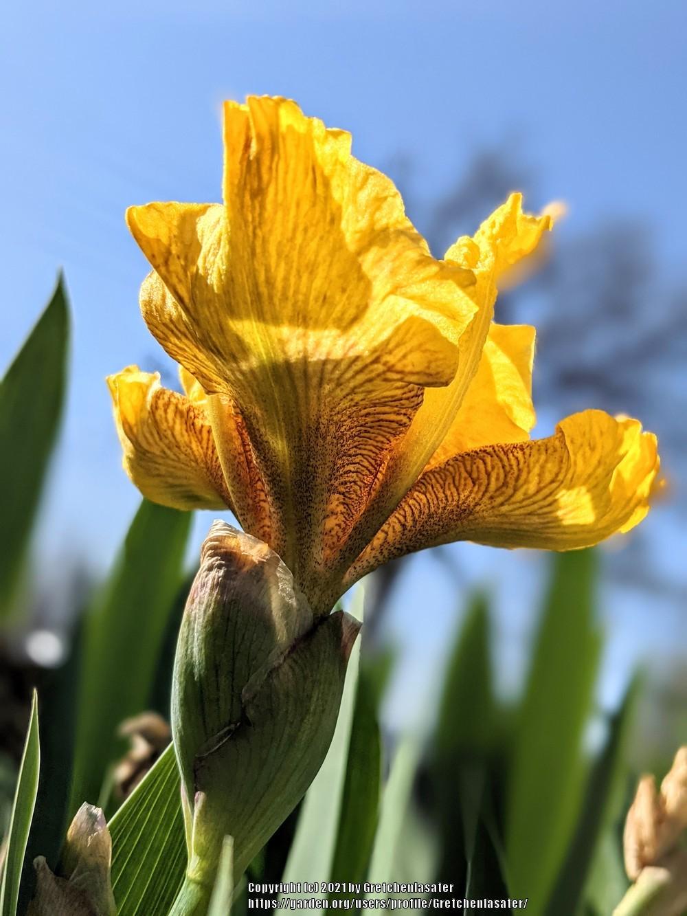 Border Bearded Iris (Iris 'Baby Bengal') in the Irises Database ...