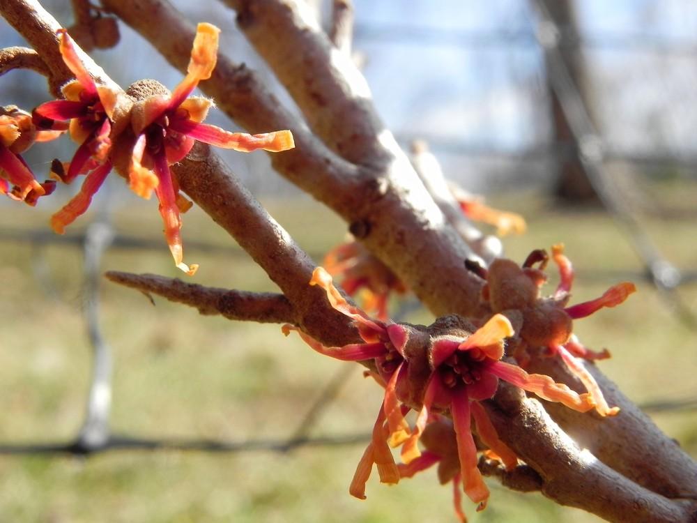 Photo of the bloom of Ozark Witch Hazel (Hamamelis vernalis 'Quasimodo ...